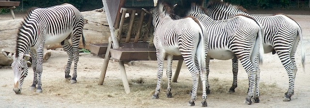 Zebra, Esel & Zesel. « Erntgo Rocks.